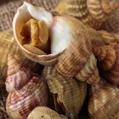 Bulots Conditionnement 1.00 kg - Nazado