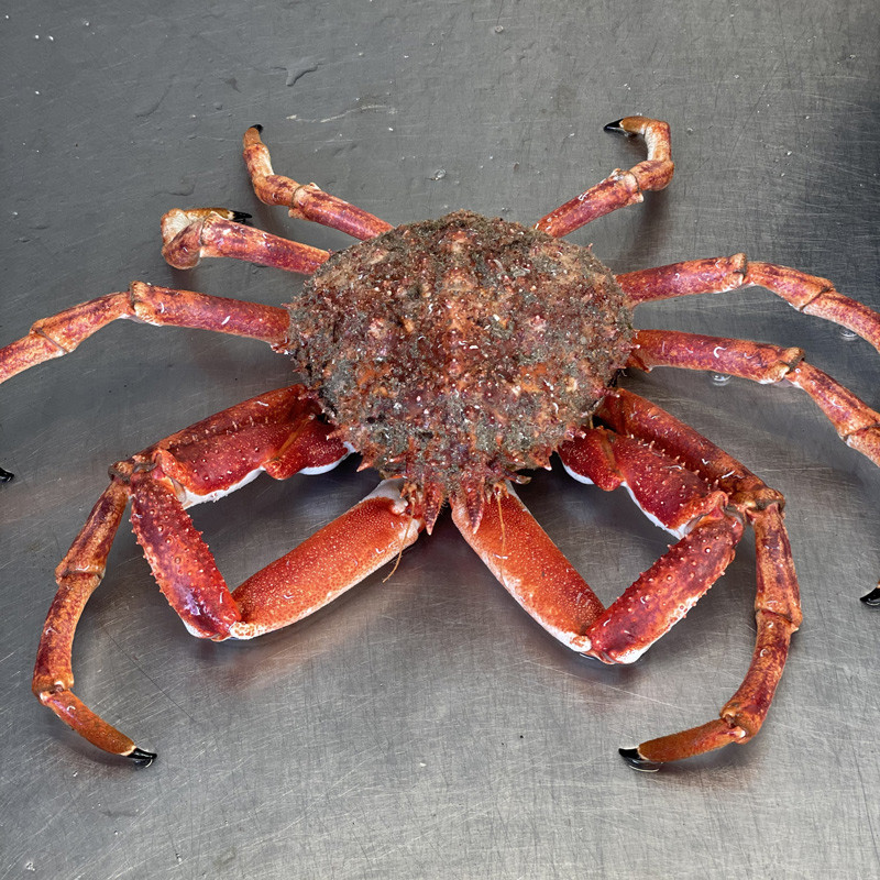 Araignée de mer cuite Conditionnement 1.00 kg - Nazado